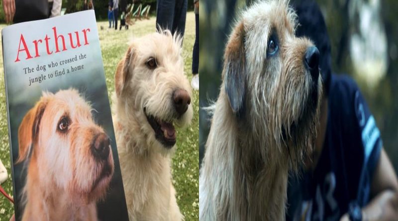 Arthur: Una Amistad Sin Límites, la película del famoso perro ...